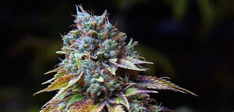 La Confidential Strain 🌃 Review And Information Cannabis Md 2023