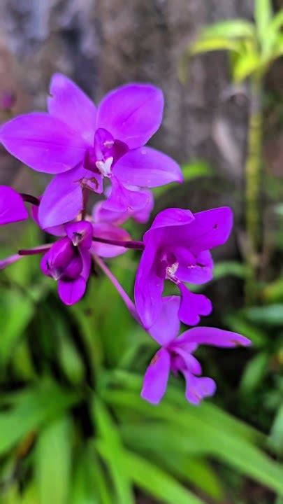 කොමද මල් ටික ♥️ Travel Shortvideo Nature Love Tourist Flowers