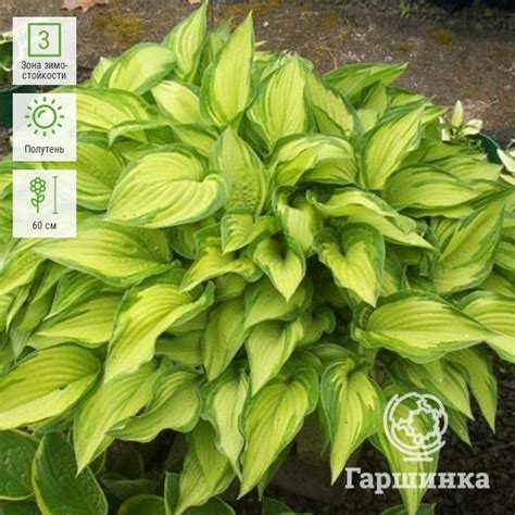 Купить Хоста Альбопикта (M) в питомнике. Доставка почтой | Интернет ...