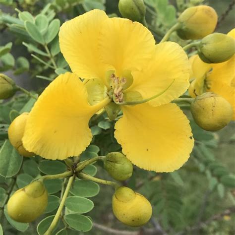 Senna Auriculata Avaram Ranavara Matura Tea Tree Green Catalog