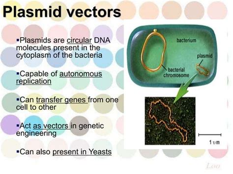 Cloning By Bacterial Plasmids Ppt