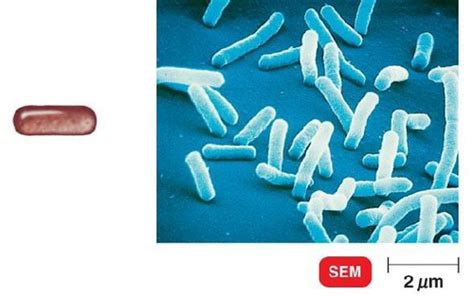 Bacterial Shapes And Arrangements Flashcards Quizlet