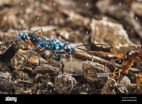 Emerald Cockroach Wasp Ampulex Compressa Adult Female Leading