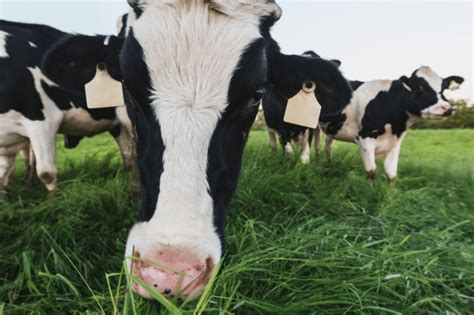 Ruminants Grazing Techniques And Suitable Methods Agric4profits