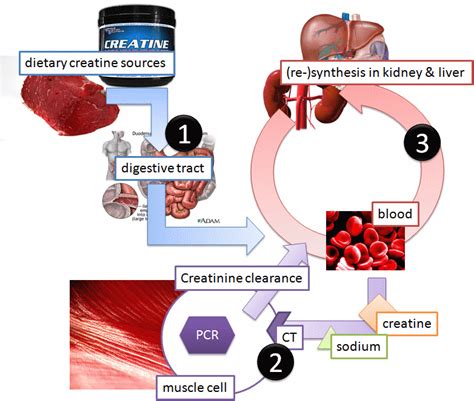 Creatine Before Or After The Workout Finally The Answer Is Here Study Says Better Take It