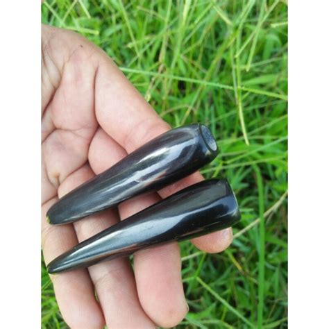 Jual Cangklong Murah Tanduk Sapi Mini Once Asli Cangklong Langka Shopee Indonesia