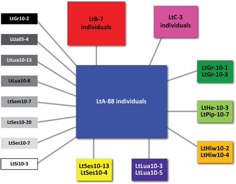 minimum spanning haplotype network for concatenated coi and cytb data