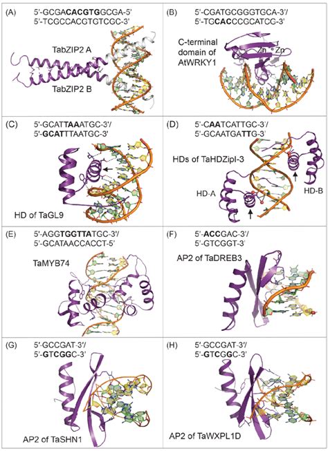 Structural Characteristics Of Selected Classes Of Wheat Triticum