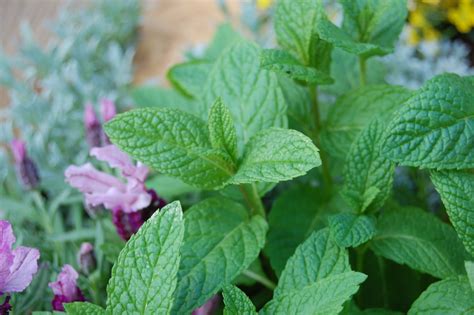 Verde Menta Plants Garden