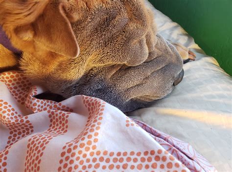 A Photo My Sister Took Of Our Dog Pics
