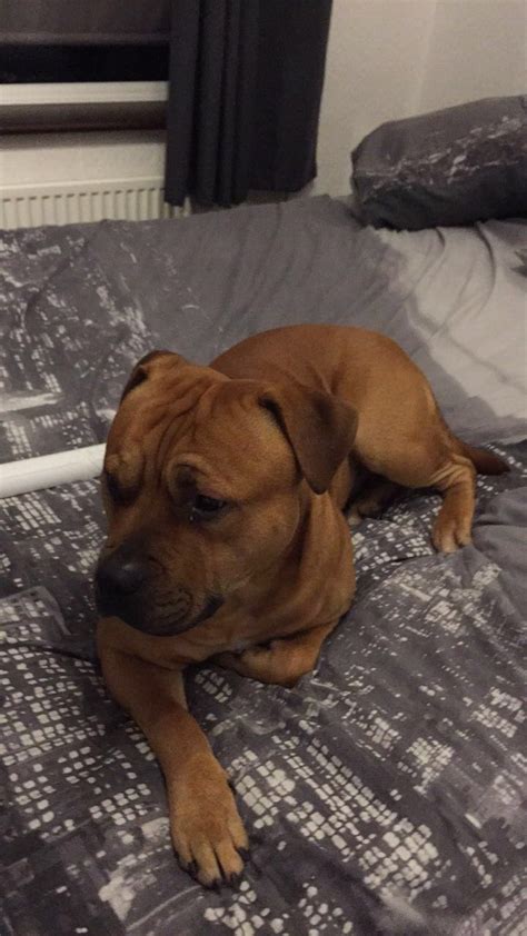 Doggy Album On Imgur