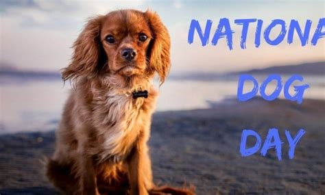 National Dog Day 2024 101 Top Wishes Messages Quotes And Greetings