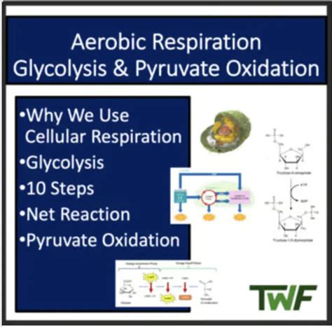 Aerobic Respiration Glycolysis And Pyruvate Oxidation Biology Lesson