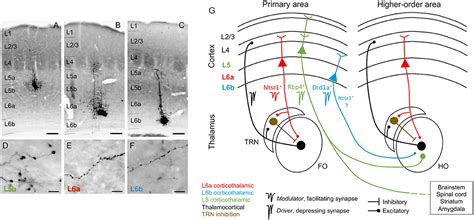 Frontiers Corticothalamic Pathways In Auditory Processing Recent Advances And Insights From