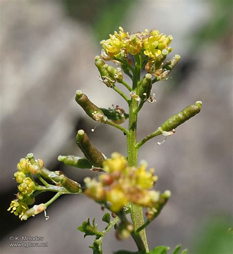 Rorippa Islandica Picture 6 The Bulgarian Flora Online