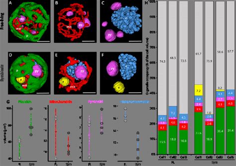 Cellular Architecture In 3d And Morphometrics Of The Microalga