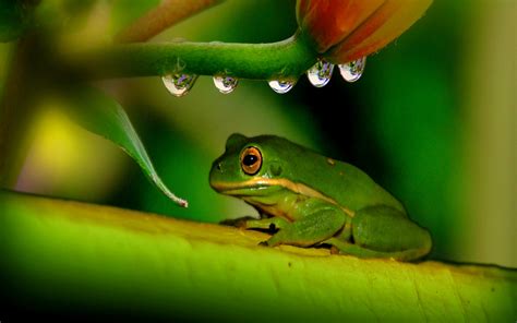 Kermit The Frog Wallpaper 53 Images