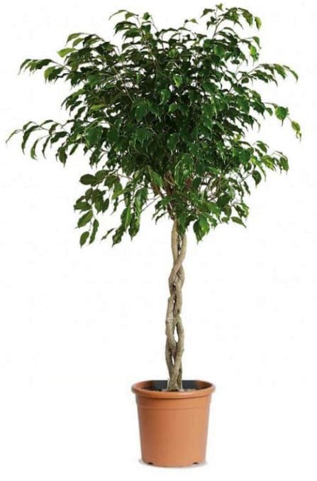 فيكس بنجامينا مجدول