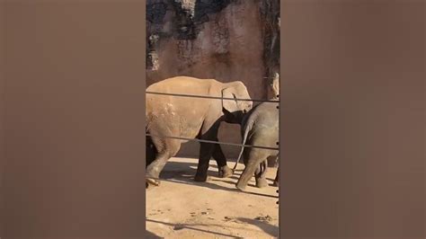 서울대공원 아기코끼리가 엄마코끼리 젖먹고 엄마가 소리치는모습 Youtube