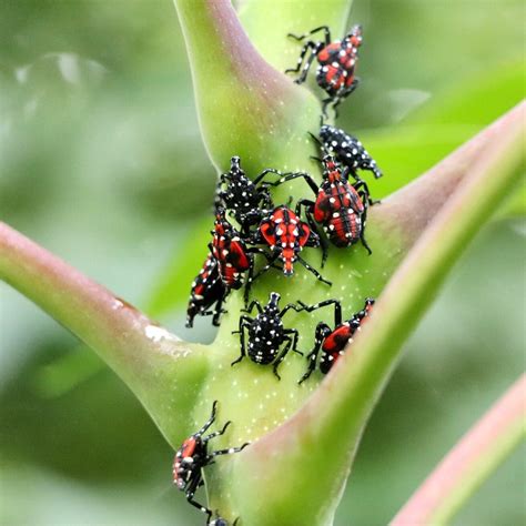 The Invasive Spotted Lanternfly Cumberland County Pa