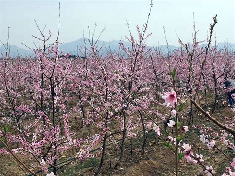 在那桃花盛开的地方 北京旅游攻略 游记 去哪儿攻略