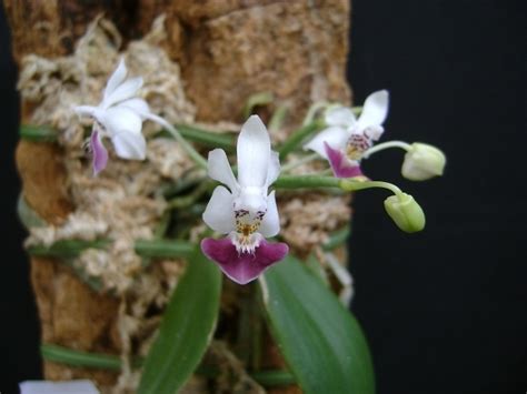Phalaenopsis Parishii Comprar Em Orquidário Paulista