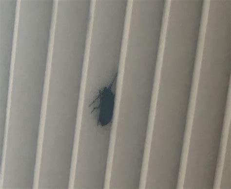 Massive Bug Chilling On My Blinds Redwood City Ca Rinsects