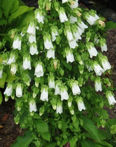 Seeds Symphyandra Pendula White Cream Perennial Flower Seeds Etsy