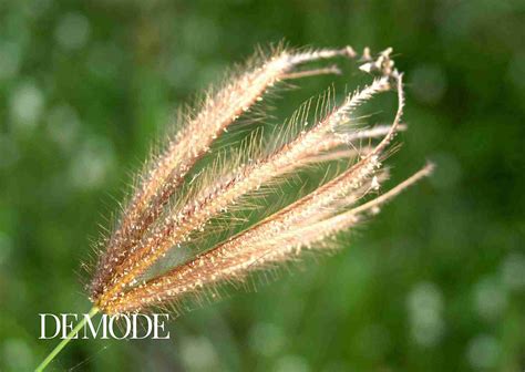 Ornamental Grasses Adding Texture And Movement To Your Landscape