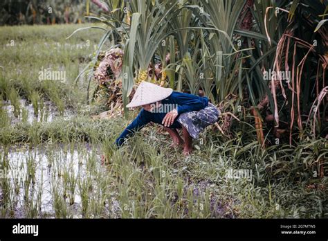 Bali Indonesia Mar 16 2020 A Balinese Paddy Field Worker Planting
