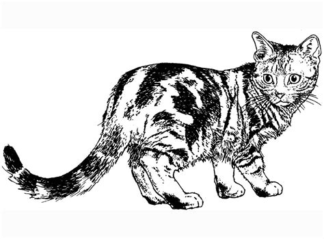 Calico Cat Coloring Pages Through The Thousand Photos On The Internet