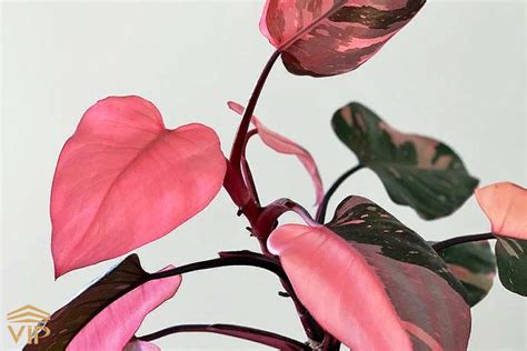 معرفی 33 انواع فیلودندرون و آشنایی با روش نگهداری فیلودندرون