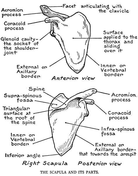 Root Of Spine Of Scapula