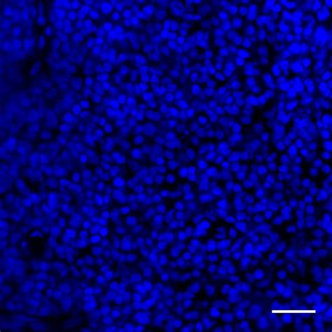 Cd69 Antibody Anti Human Readye Lease™ Miltenyi Biotec India