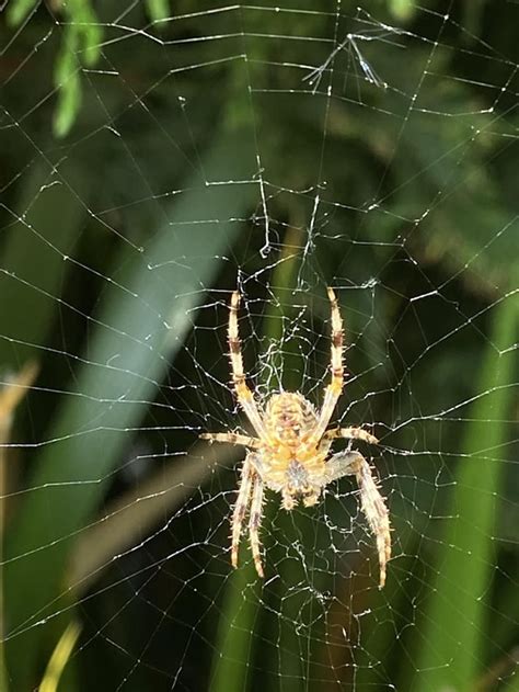 Cutie In The Garden Enjoying The Sunshine Rspiders