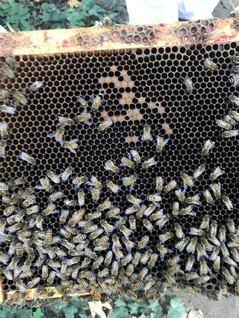 Found Her R Beekeeping