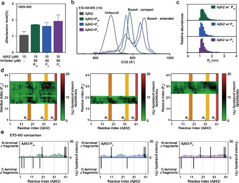 Decoding The Roles Of Amyloid β 1 42 S Key Oligomerization Domains