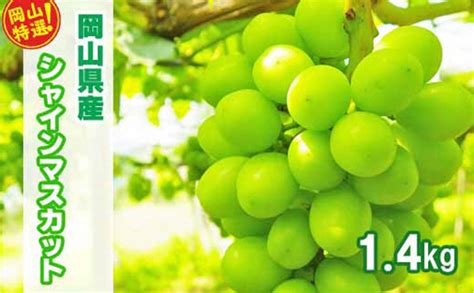 晴れの国岡山！くだもの王国岡山！で育った 岡山県産シャインマスカット晴王約14kgセットjalふるさと納税jalのマイルがたまるふるさと