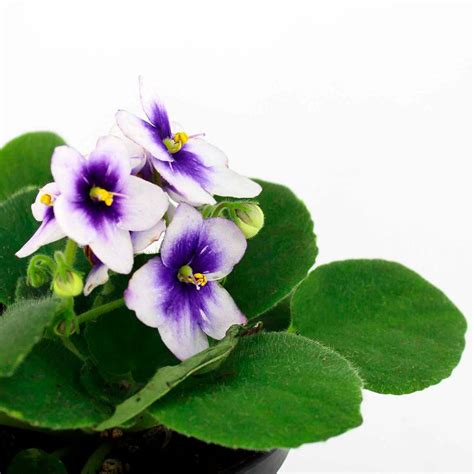 Mini Violeta Africana Decorativa Para Interiores Maceta 1u Multiflor Kywi