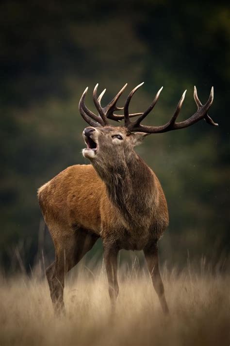 Deer Species