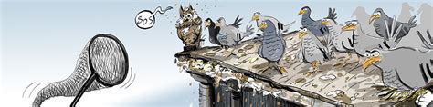 Vitoria capturará palomas en el colegio Lakuabizkarra tras años de