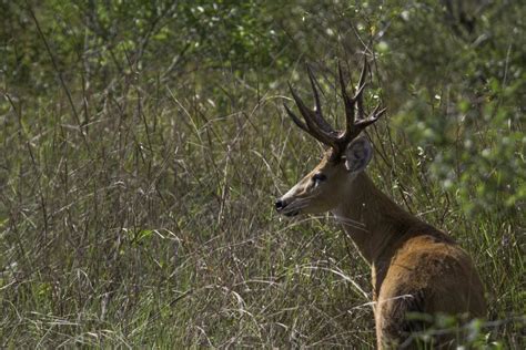 Marsh Deer Blastocerus Dichotomus By Murray Thomas Wild Deer