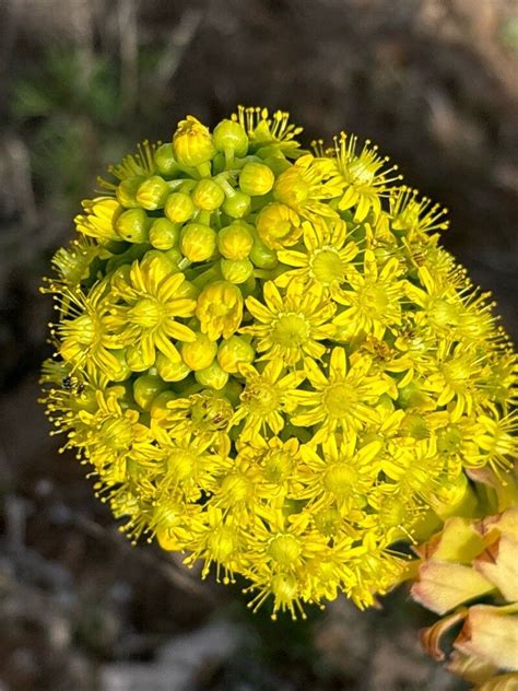 How To Grow Aeonium Arboreum Earthone