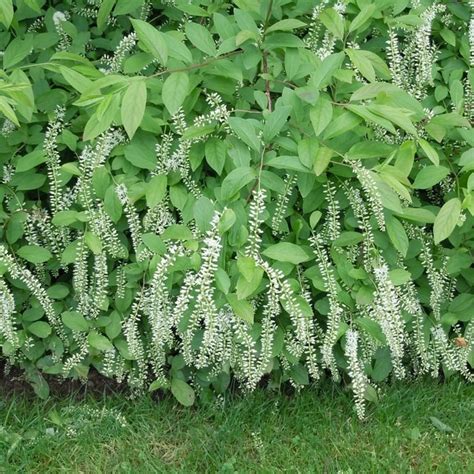 Itea Plant For Sale Enhance Your Garden With Virginia Sweetspire
