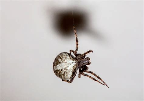 Do Orb Weavers Bite Unraveling The Truth About These Spiders Whats