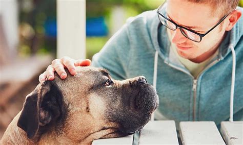 Things To Consider Before Getting Your First Dog Pets Heed