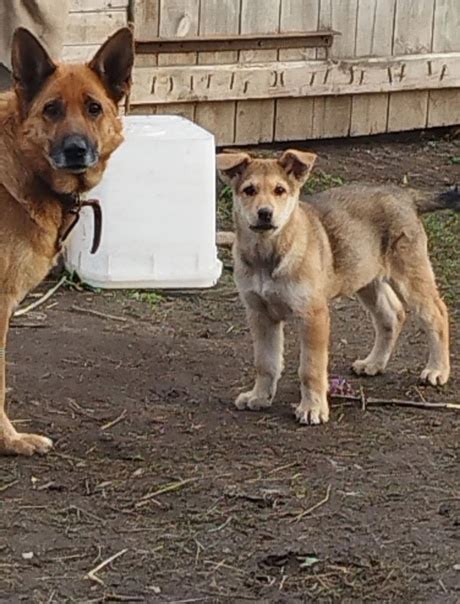 Отдам кутенка Бабушка чистокровная немецкая овчарка Писать в Куплю продам Сергиевский