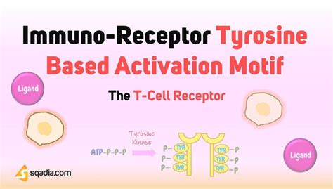 The T Cell Receptor Itam