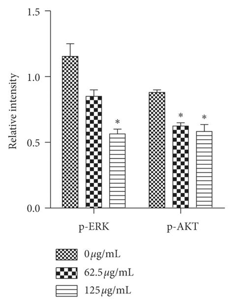 The Effect Of Pbps On Phosphorylation Of Erk And Akt In Hepg2 Cells