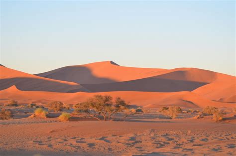 건조한 풍경 경치 경치가 좋은 고요한 골든 아워 광대 광야 극한의 지형 나무 나미 브 사막 나미비아 대자연 메마른 모래 모래 언덕 모래 질감